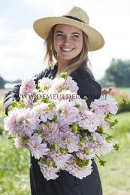 Decorative Small Flowered Sweet Nathalie Dahlia Sweet Nathalie (x 35 ...