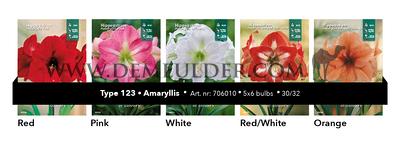 Nr. 123 Amaryllis 30/32 (5x6) | Fred de Meulder
